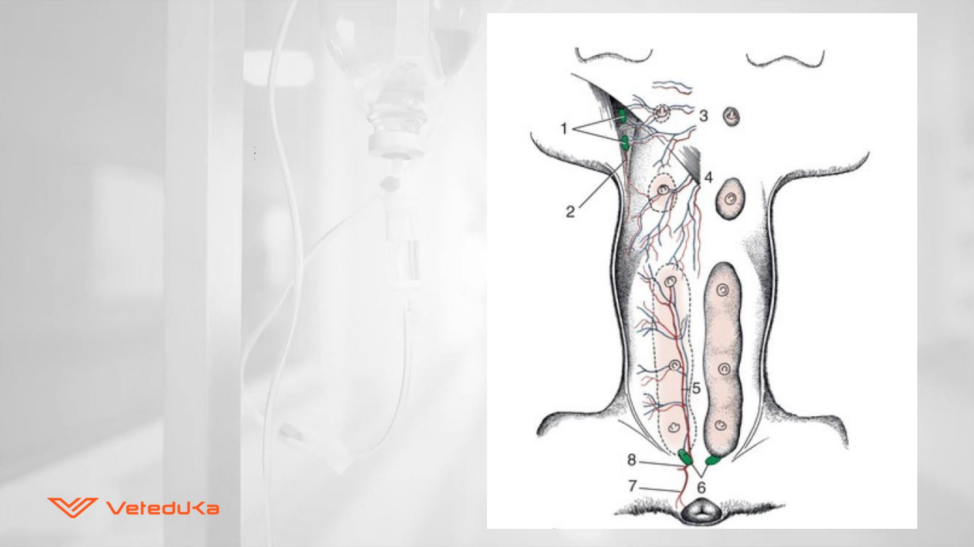 Mastectomia roteiro - Obstetrícia Veterinária