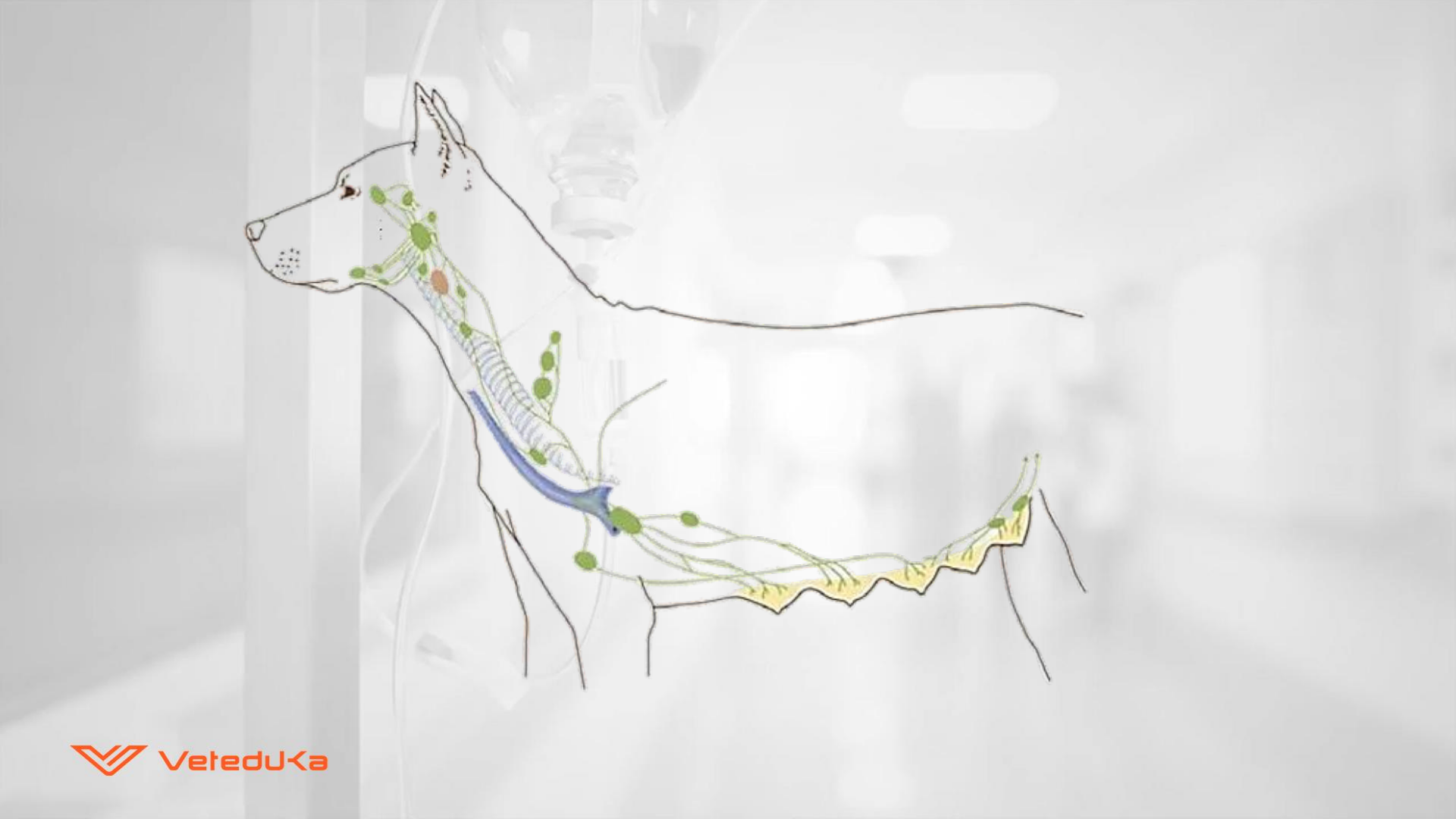 Mastectomia roteiro - Obstetrícia Veterinária