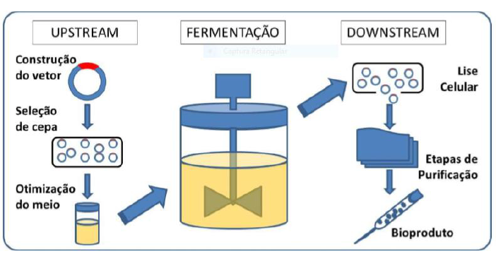 Bioprocessos - Bioprocessos
