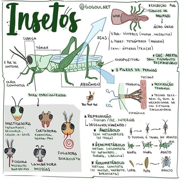 Resumo Insetos - Entomologia Básica