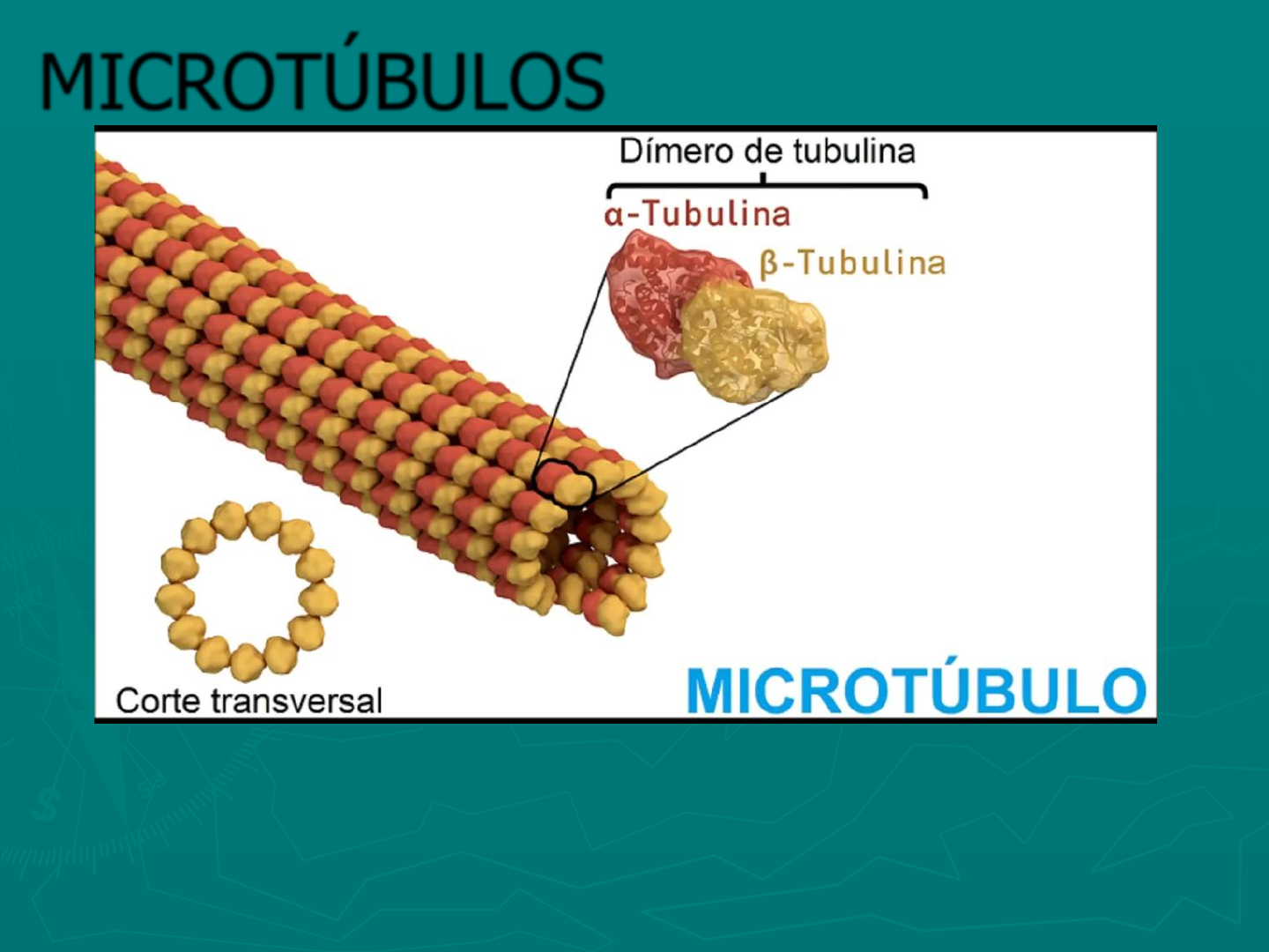 Aula Citoesqueleto - Biologia