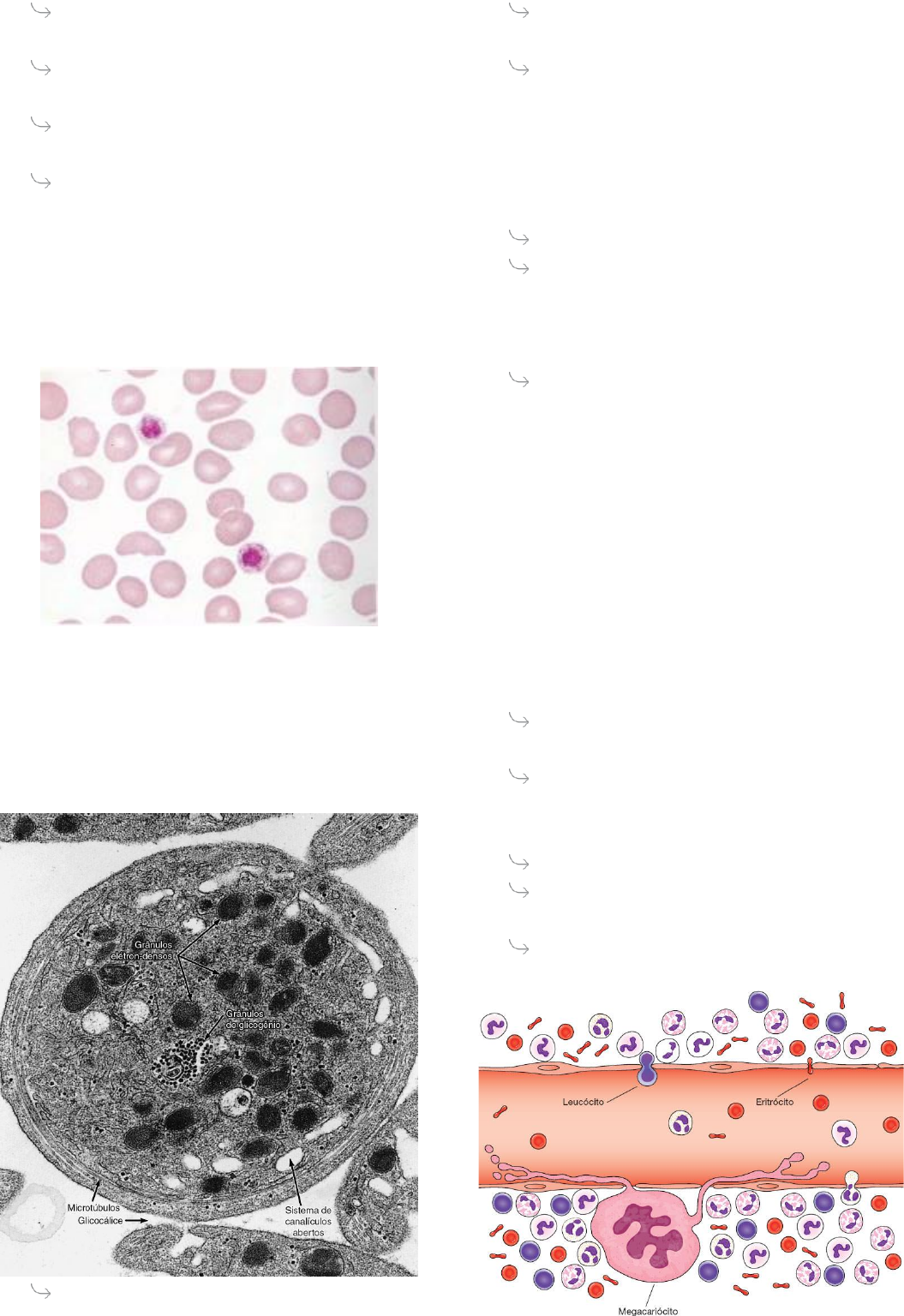 Estrutura Dos Trombocitos Plaquetas PNG Images | Vetores E Arquivos