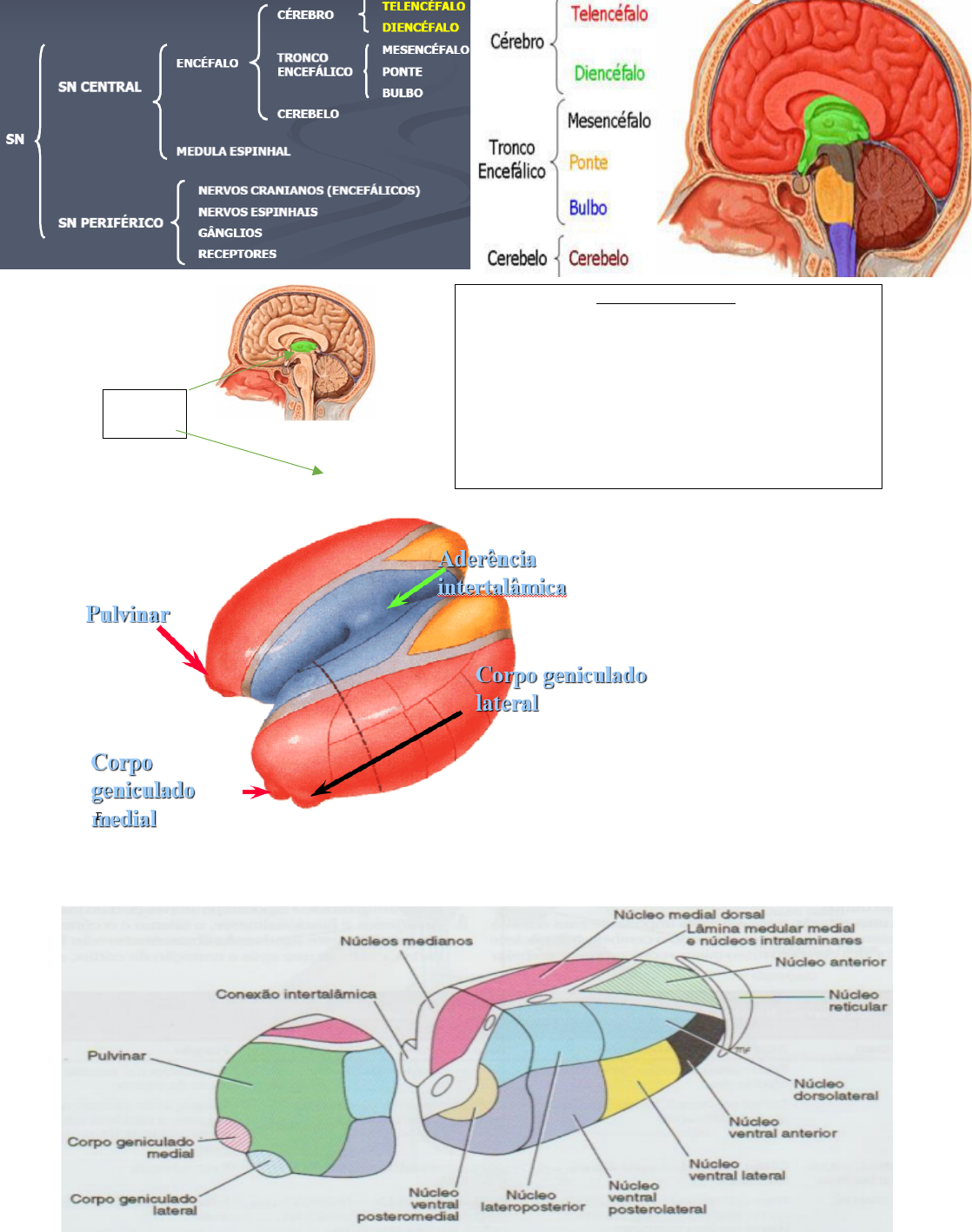 Adesao Intertalamica Imagem Do Diencéfalo Neuroanatomia
