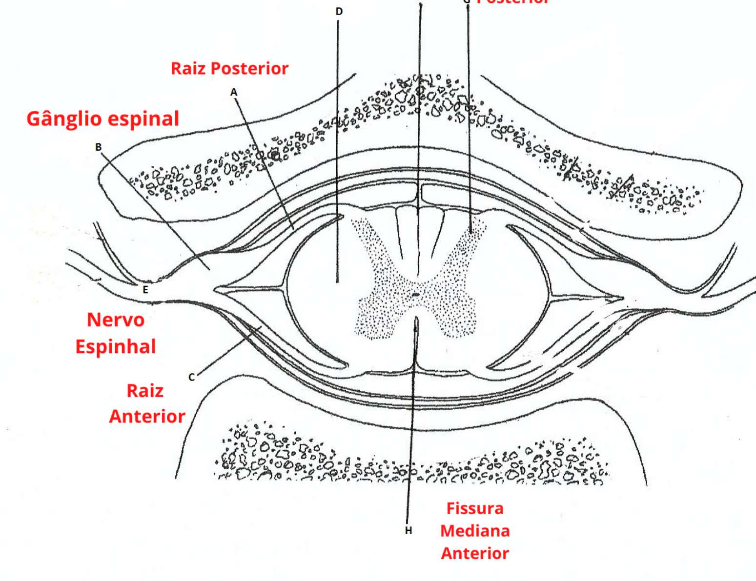 gânglios - Neuroanatomia e Neurofisiologia