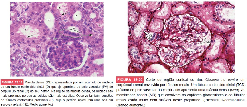 Histologia Do Aparelho Justaglomerular Sistema Renal Histologia