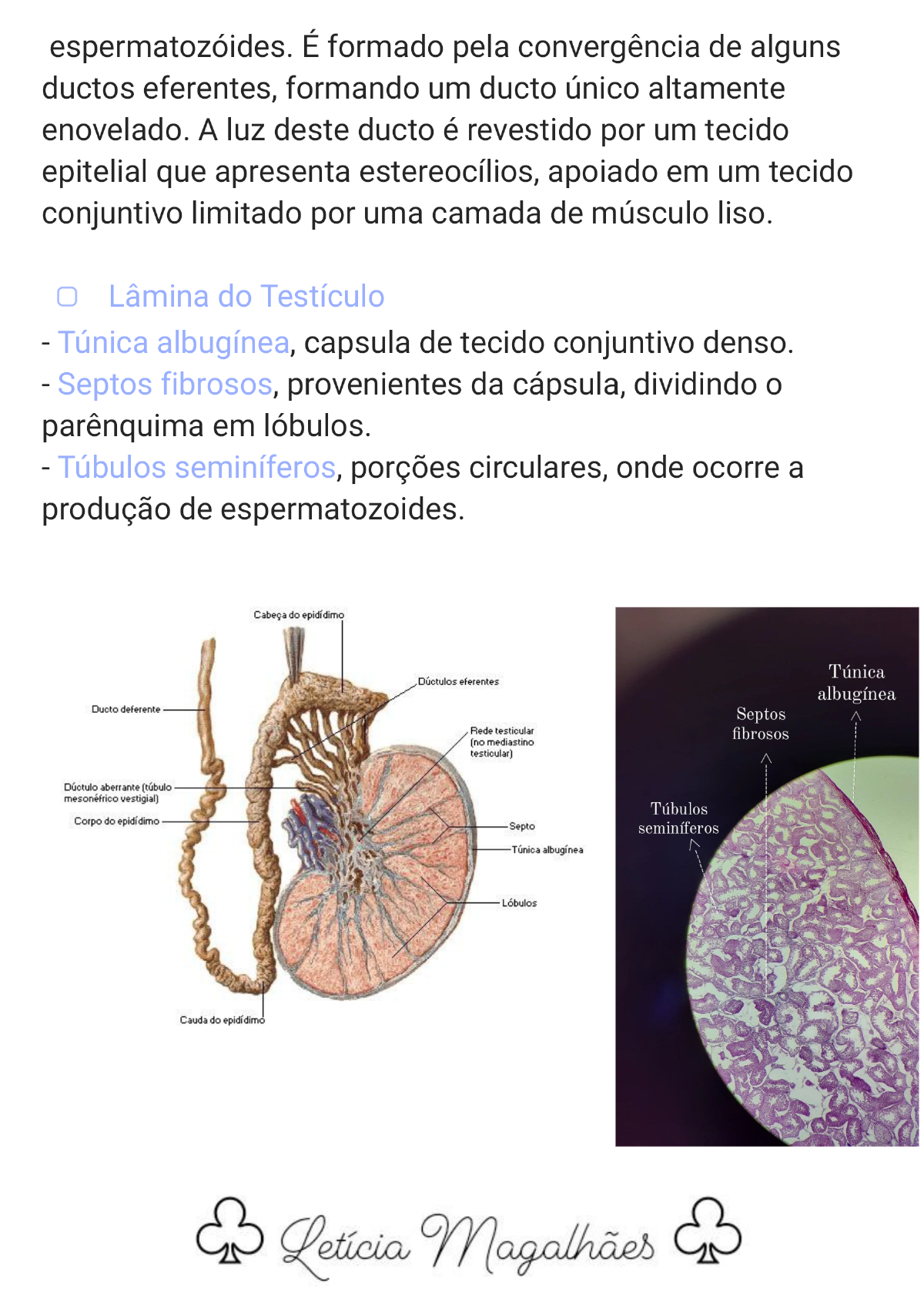 Histologia Do Cisto Epididimal