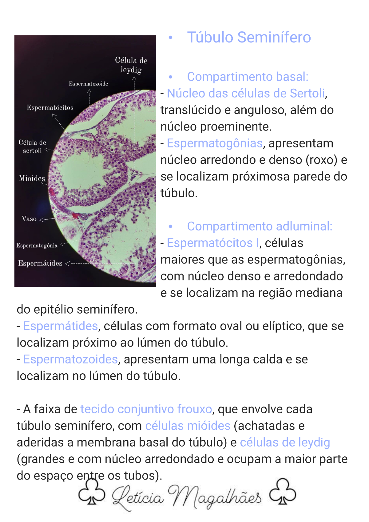 Histologia Do Cisto Epididimal