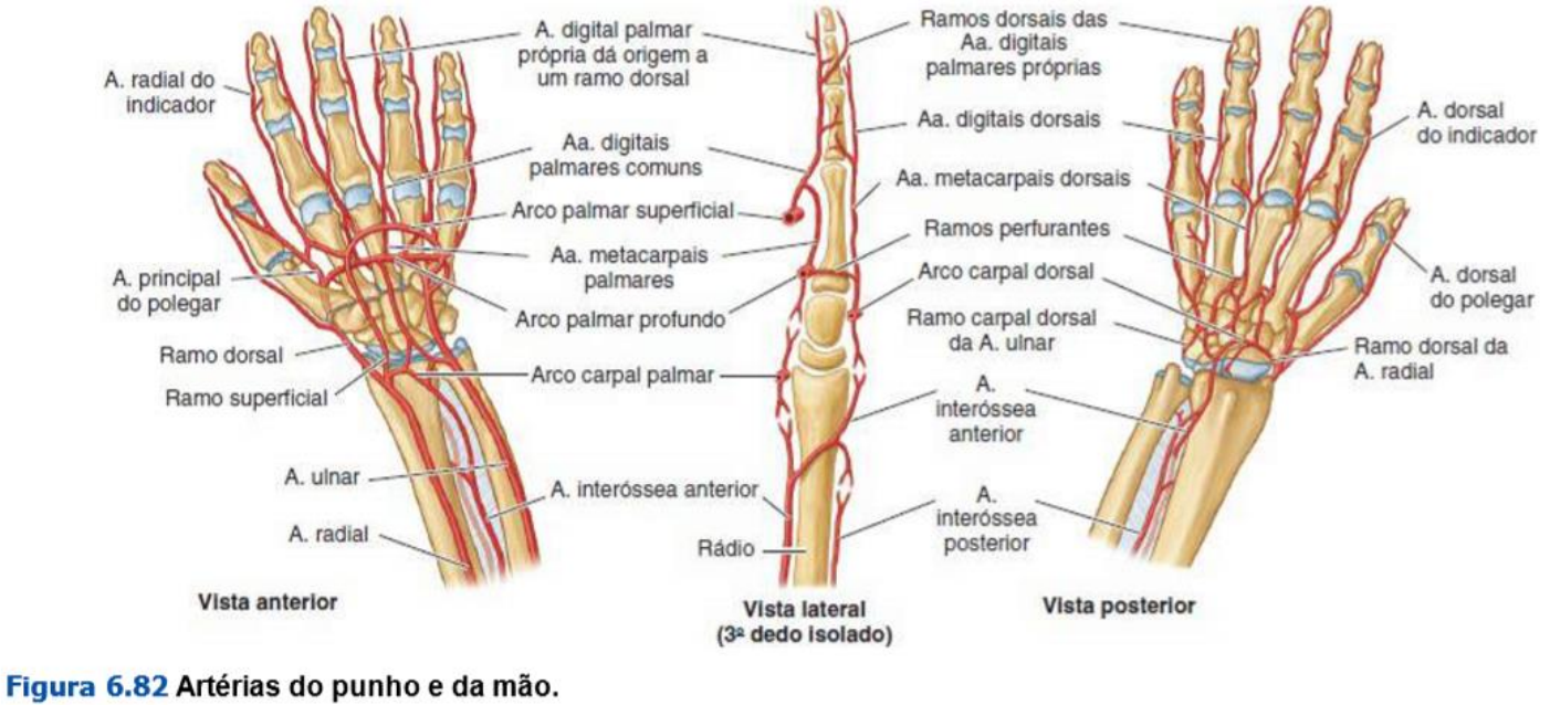 Arterias da mao - Anatomia I