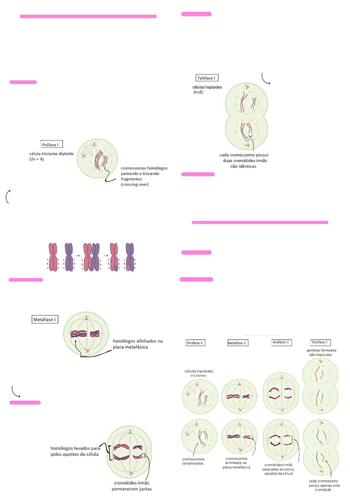 Diagrama De Cromossomos Homologos