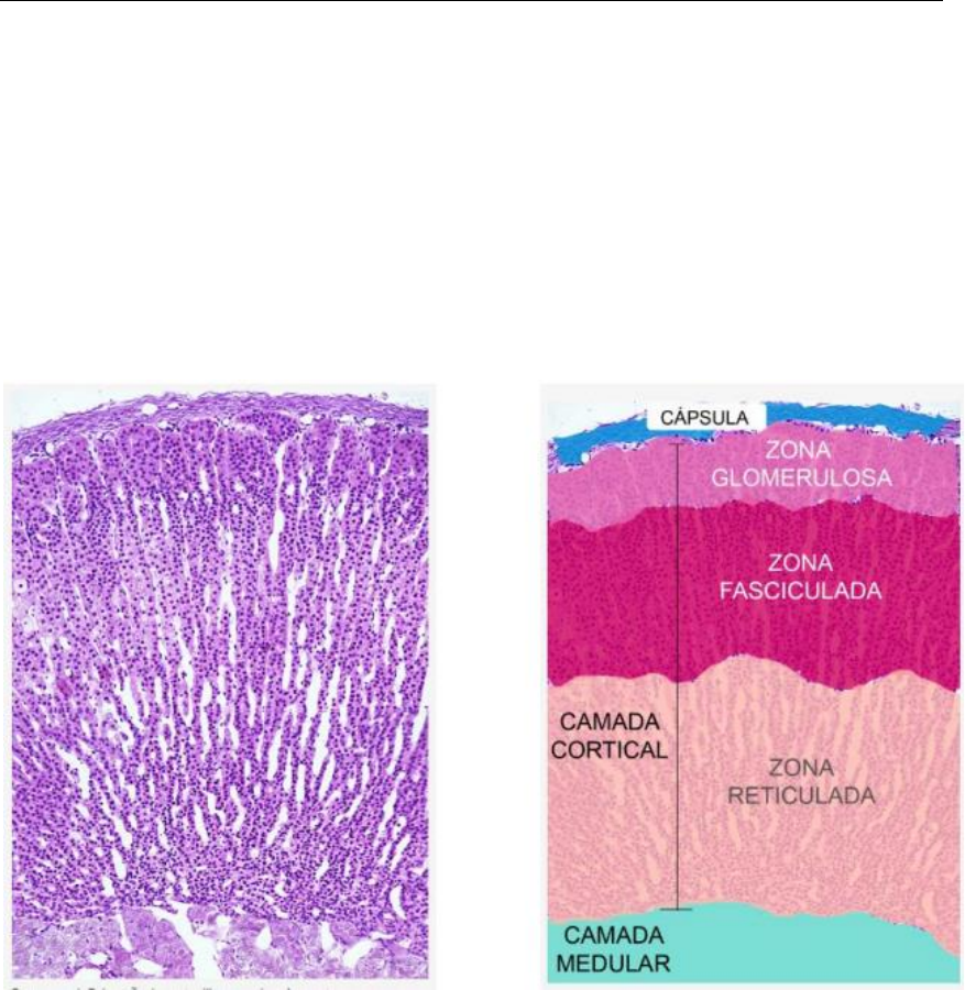 Camadas Do Cortex Adrenal Adrenal Cortex An Overview | ScienceDirect