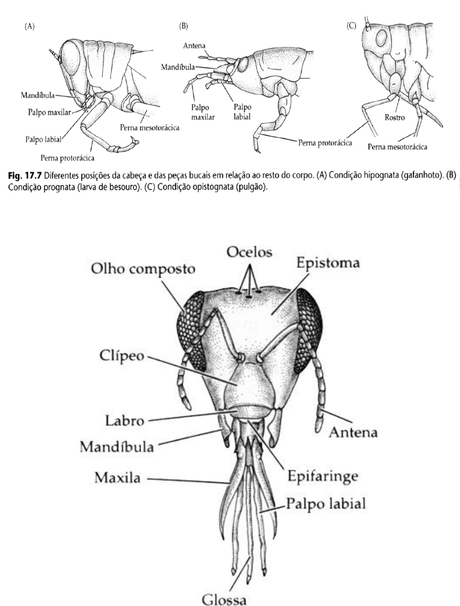 Resumo Livro Entomologia Completo - Entomologia
