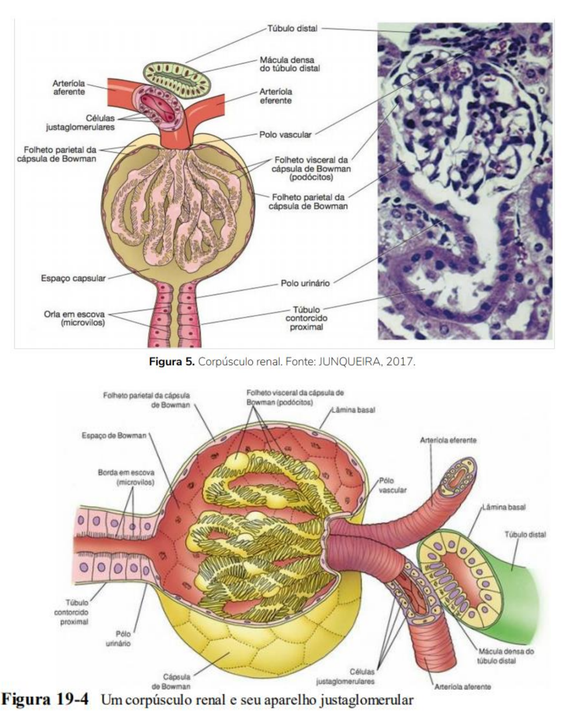 Histologia Do Aparelho Justaglomerular Sistema Renal Histologia