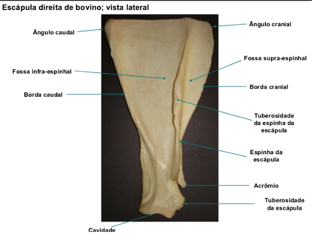 escapula bovino - Anatomia Animal Básica
