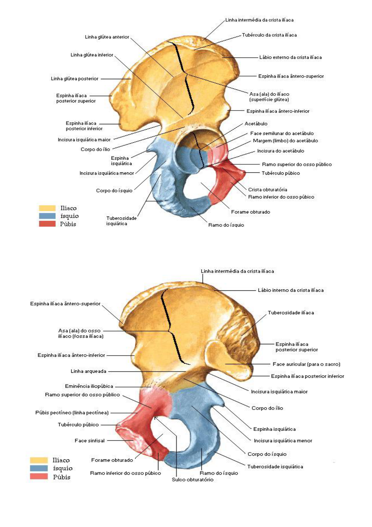 Espinha Ilíaca ântero Superior