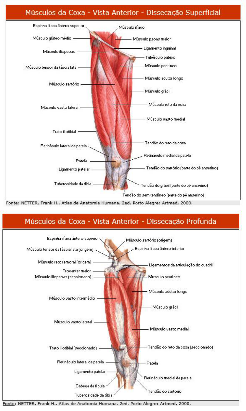 MUSCULOS DO MEMBRO INFERIOR - Anatomia e Histologia