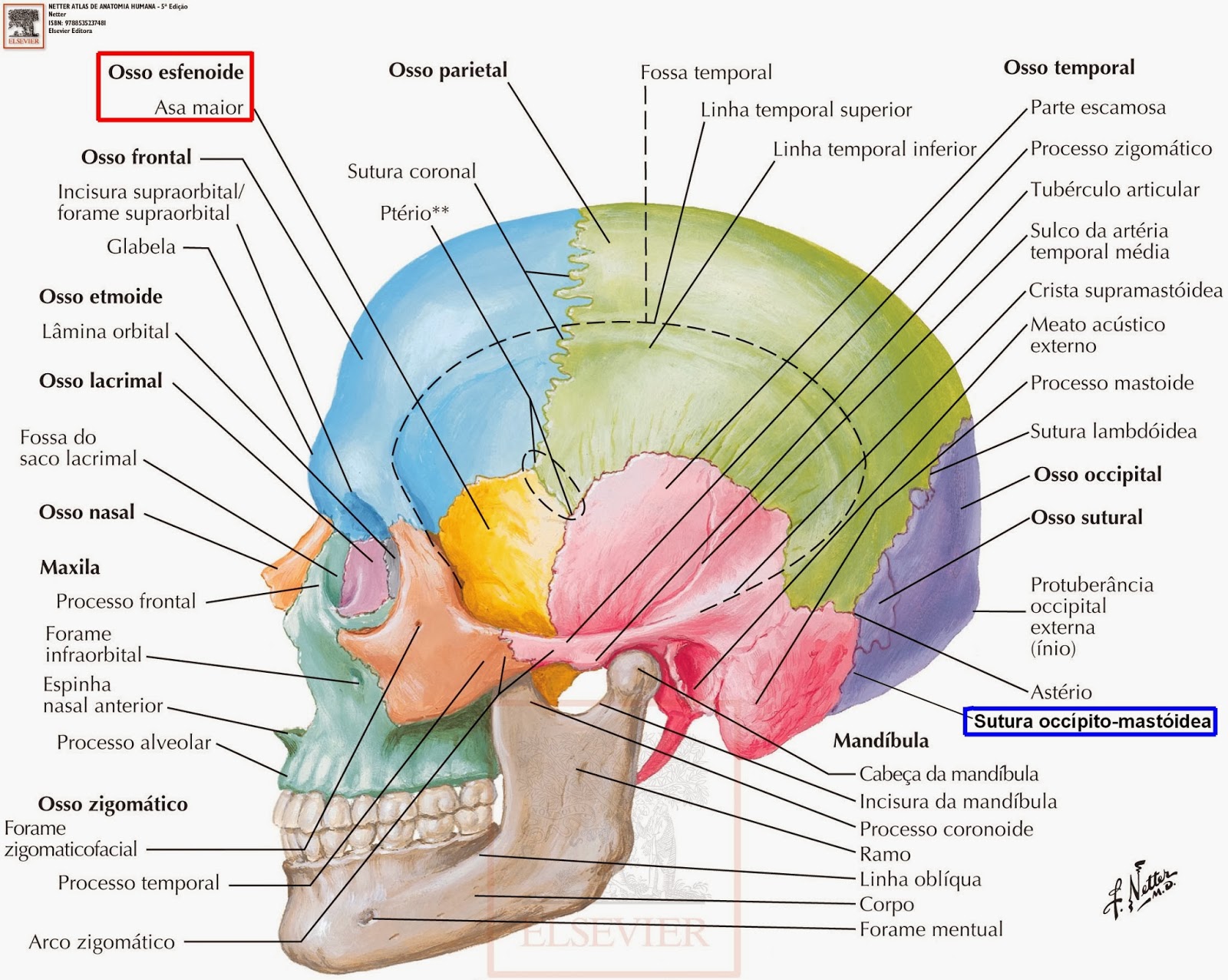 Anatomia Da Base Do Cranio FDPLEARN Anatomia Da Base Do Cranio FDPLEARN