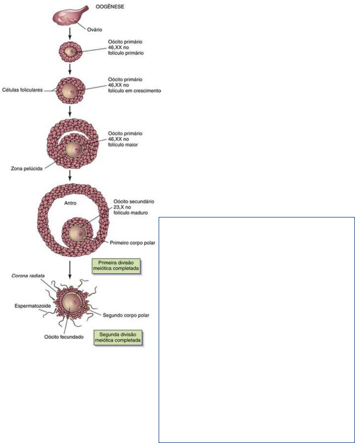 Fecundação, nidação e embriogênese - Embriologia