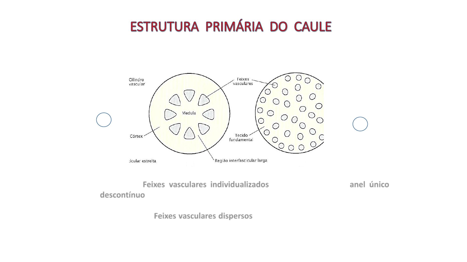 feixes vasculares🅰 conheça o mundo das apostas com o cassino white label