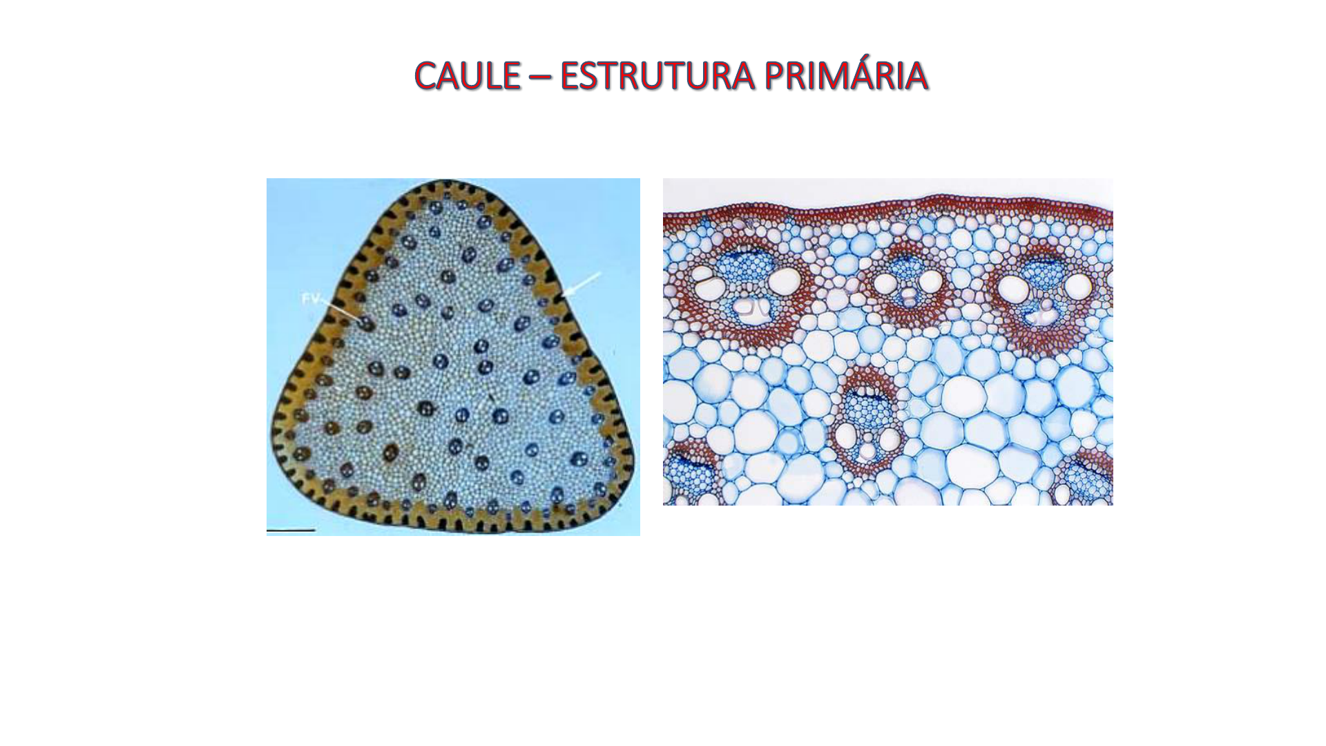 Diagrama De Feixe Vascular Monocotiledonea