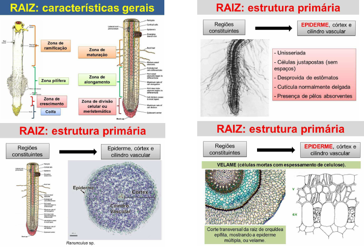 2011.2 Aula 11 - Anatomia de Raíz - Estrutura primária e secundária ...