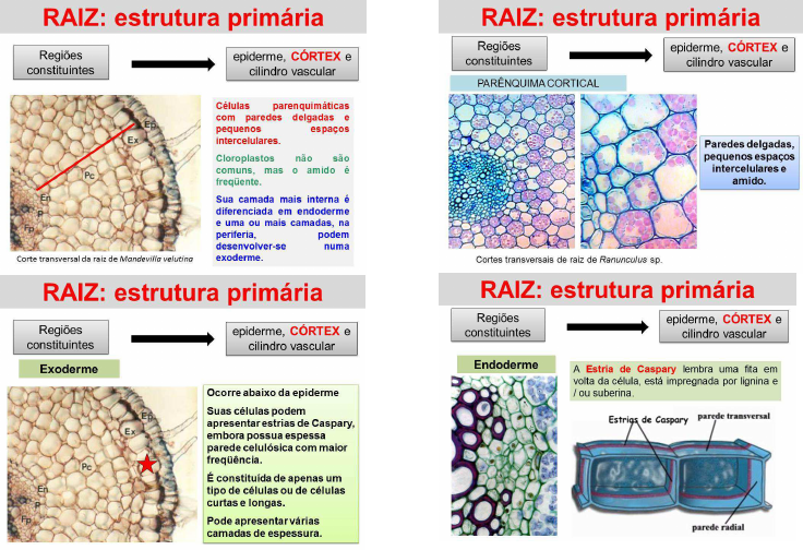 2011.2 Aula 11 - Anatomia de Raíz - Estrutura primária e secundária ...