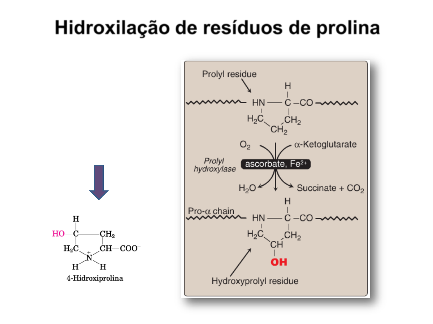 Hidroxilacao Da Prolina NUTRICOLIN®