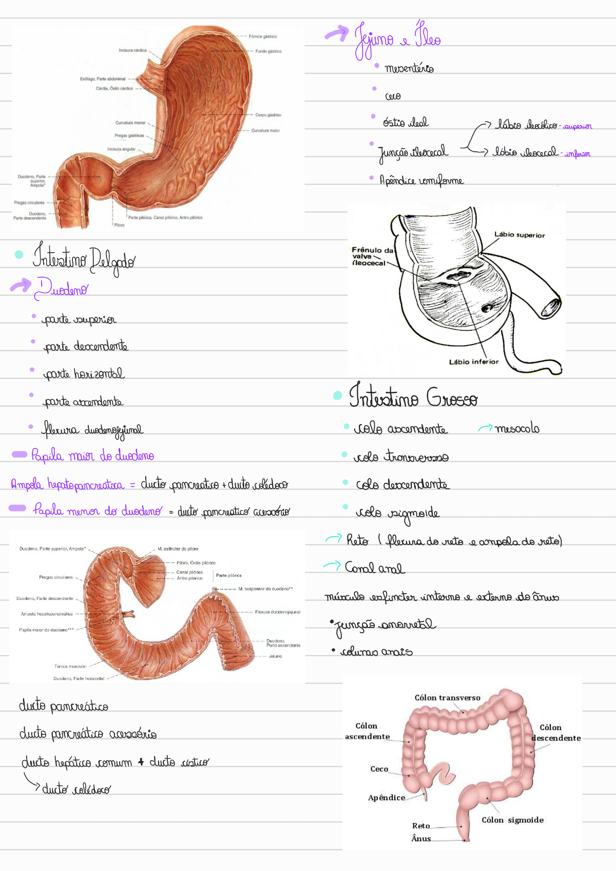 Sistema Digestivo Com Rotulos E Funcoes