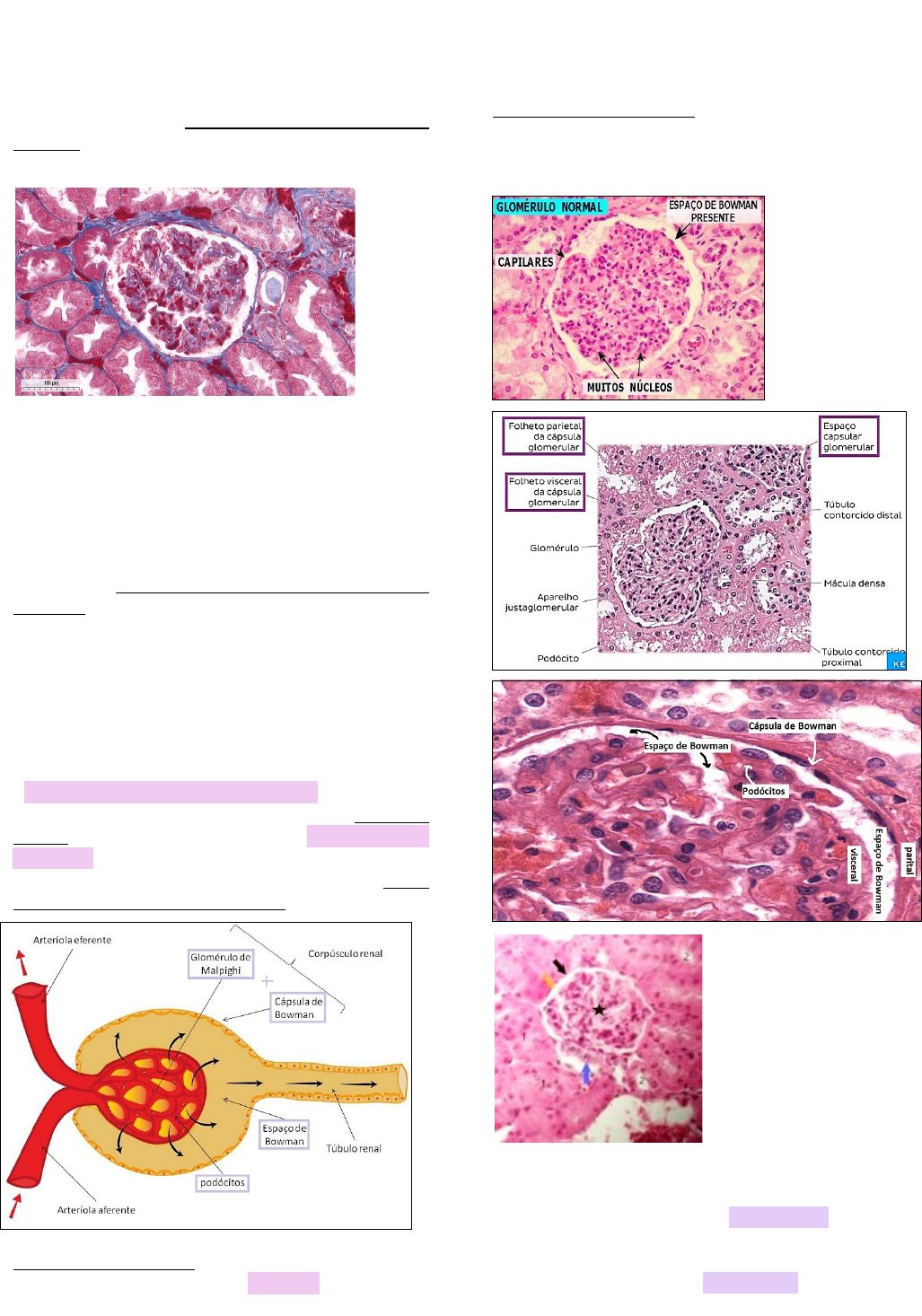 Histologia Do Aparelho Justaglomerular Sistema Renal Histologia