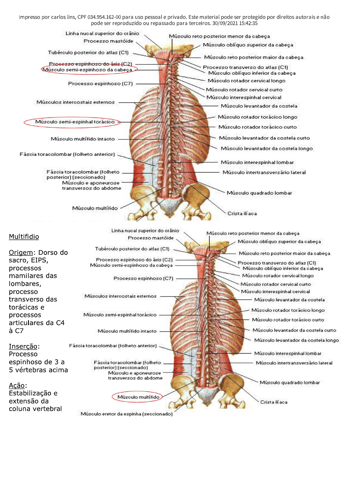 MUSCULOS DO TRONCO PARTE 2 - Anatomia I