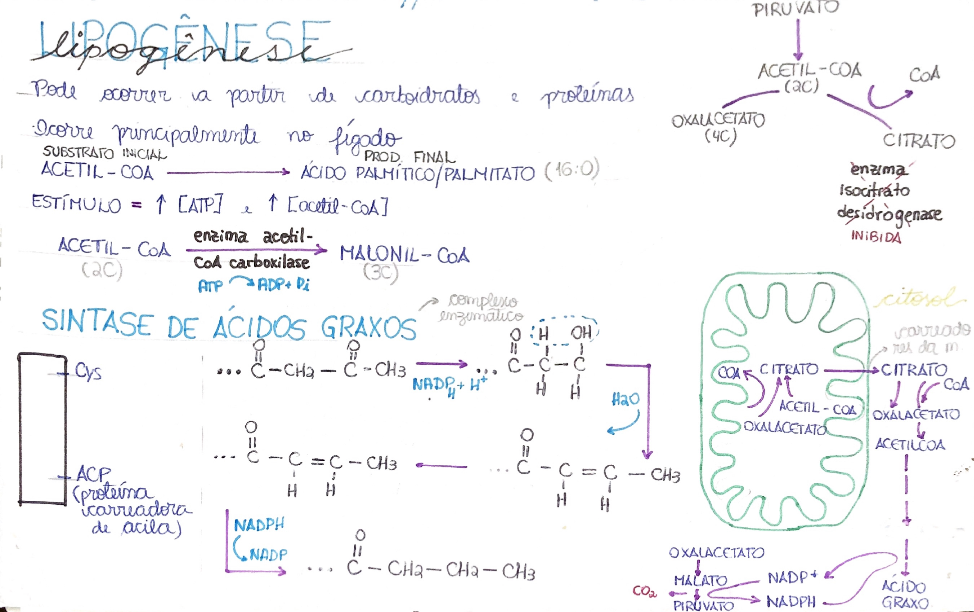 Lipogênese (Fonte: Lehninger) - Metabolismo