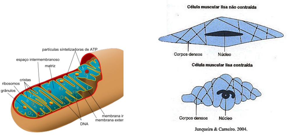 Celula Muscular