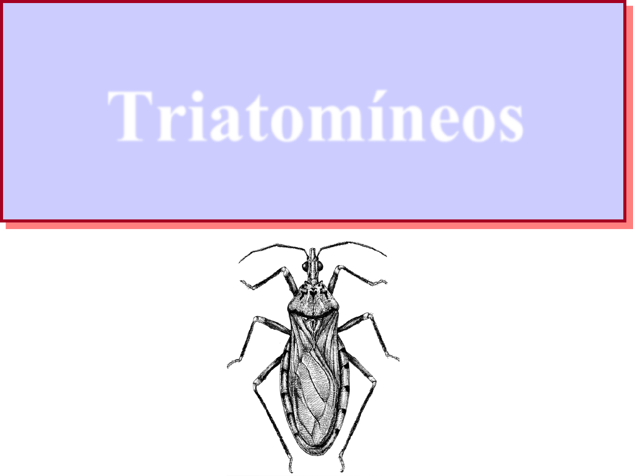 Parasitologia Médica – Triatomíneos e percevejos - Parasitologia