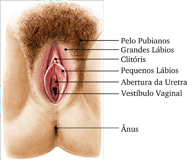 Anatomia Do Sistema Reprodutor Externo Feminino Sistema Reprodutor