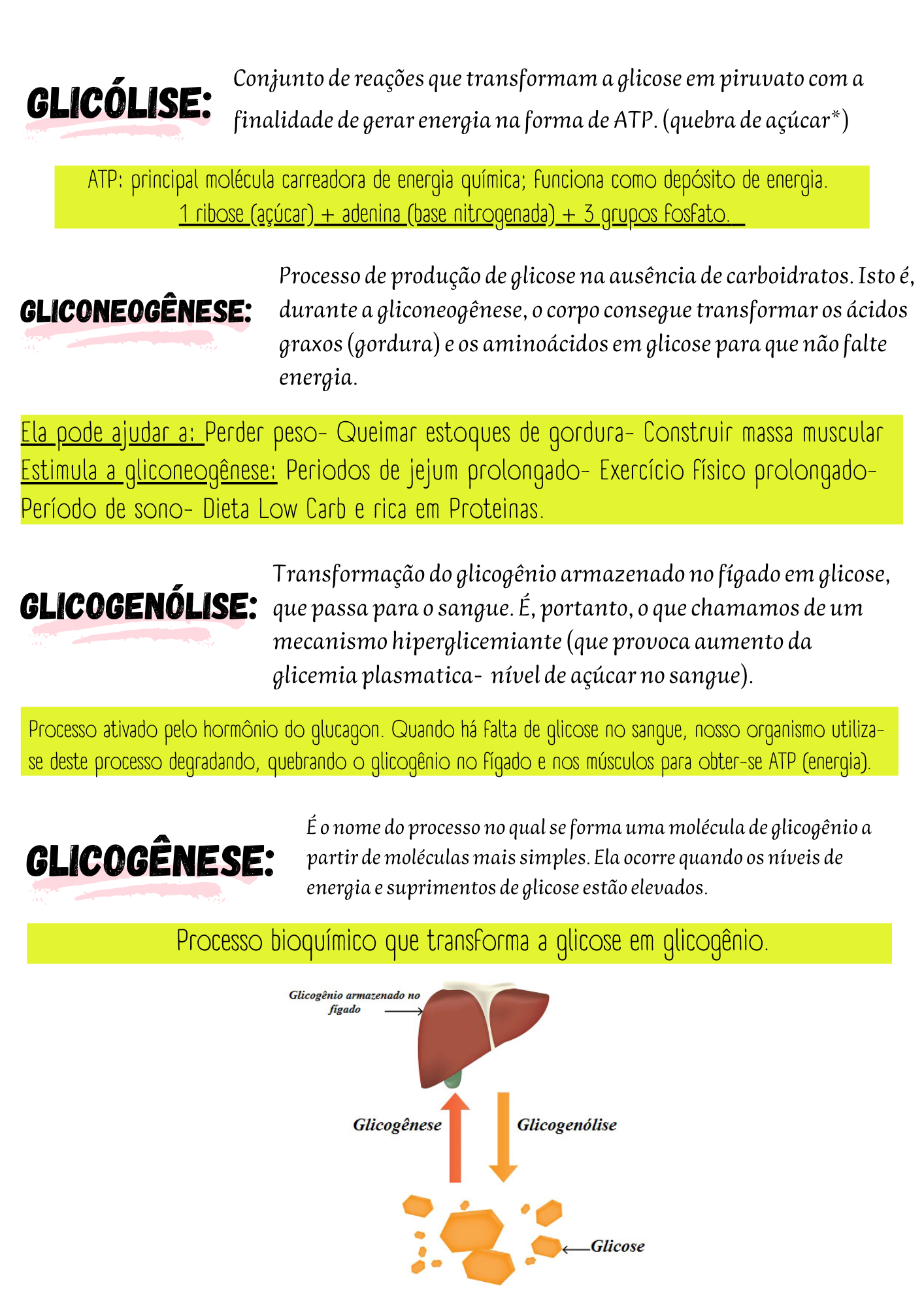 Mapa Conceitual De Glicolise E Gliconeogenese