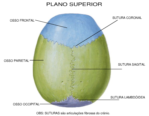 cranio vista superior com legenda - Ciências Morfofuncionais dos Sistemas Tegumentar, Locomotor ...