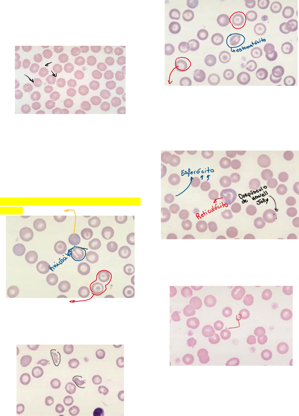 Hematologia I - Laboratório Clínico Veterinário
