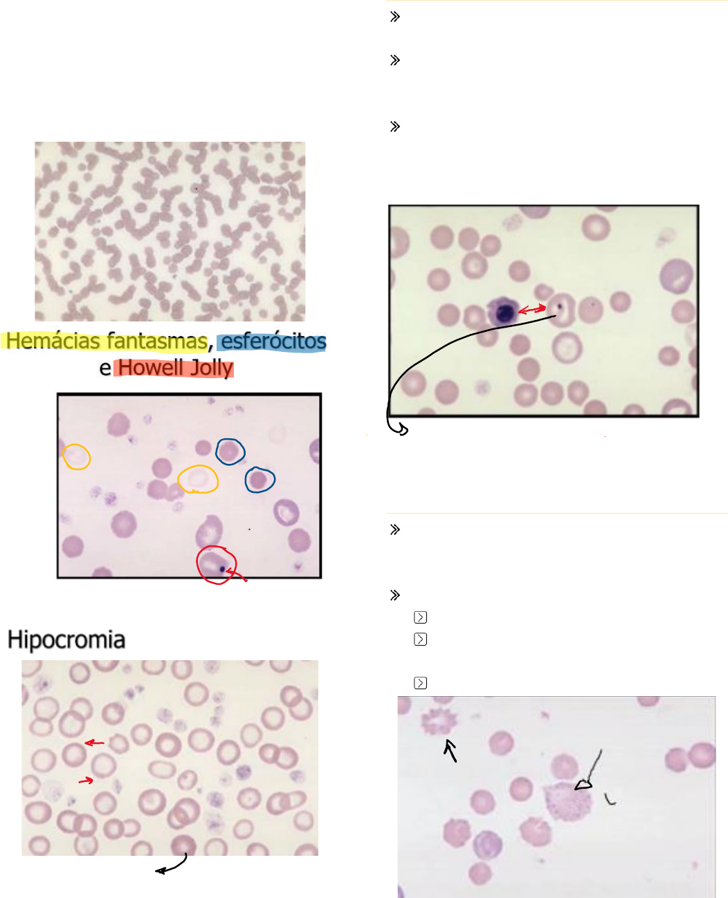 Hematologia I - Laboratório Clínico Veterinário