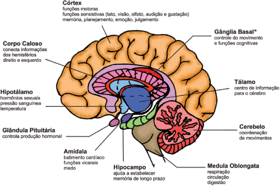 SN do cerebro - Fisiologia I