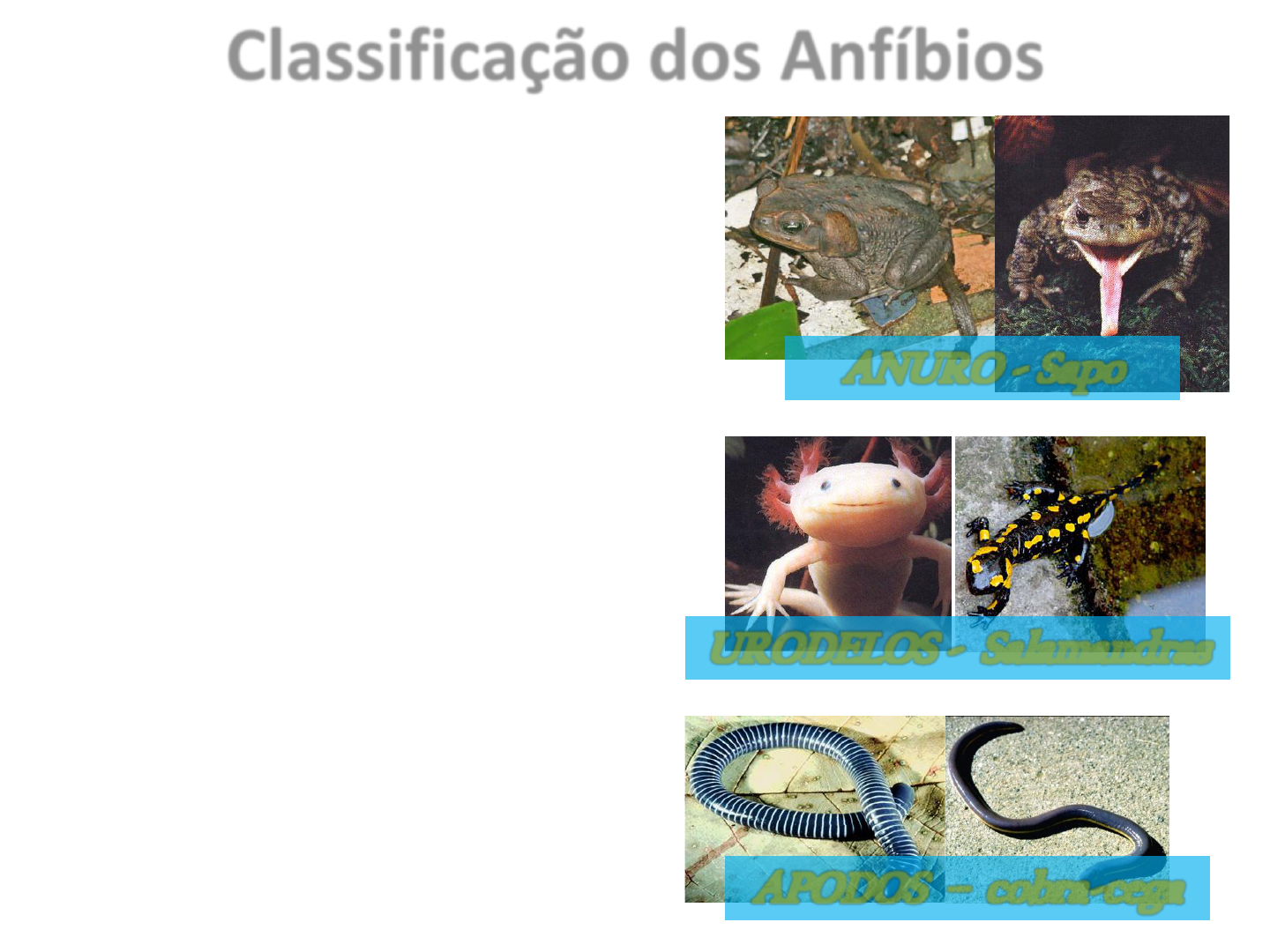 Cordados - 2ªparte - Biologia