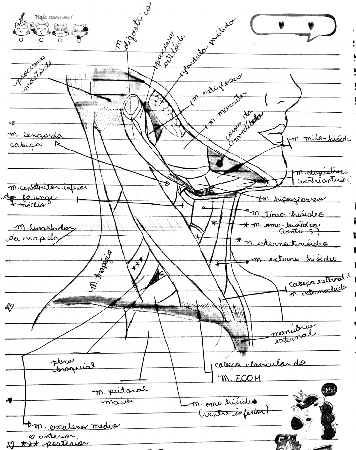Resumo Anatomia Cabeça E Pescoço - Pdf - EDUKITA Resumo Anatomia Cabeça E Pescoço - Pdf - EDUKITA