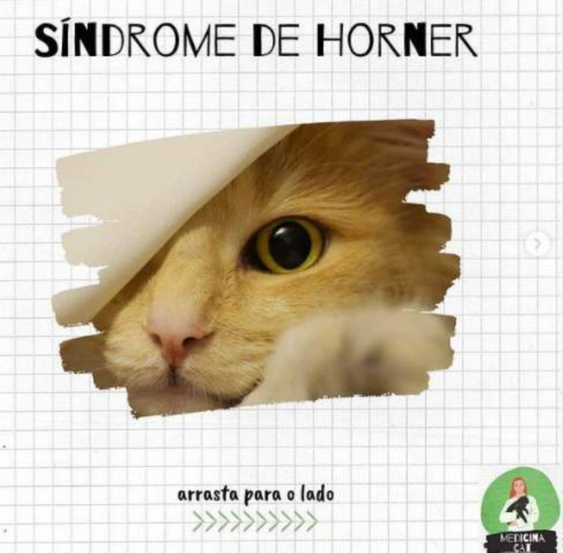 Síndrome de Horner - Clínica Felina