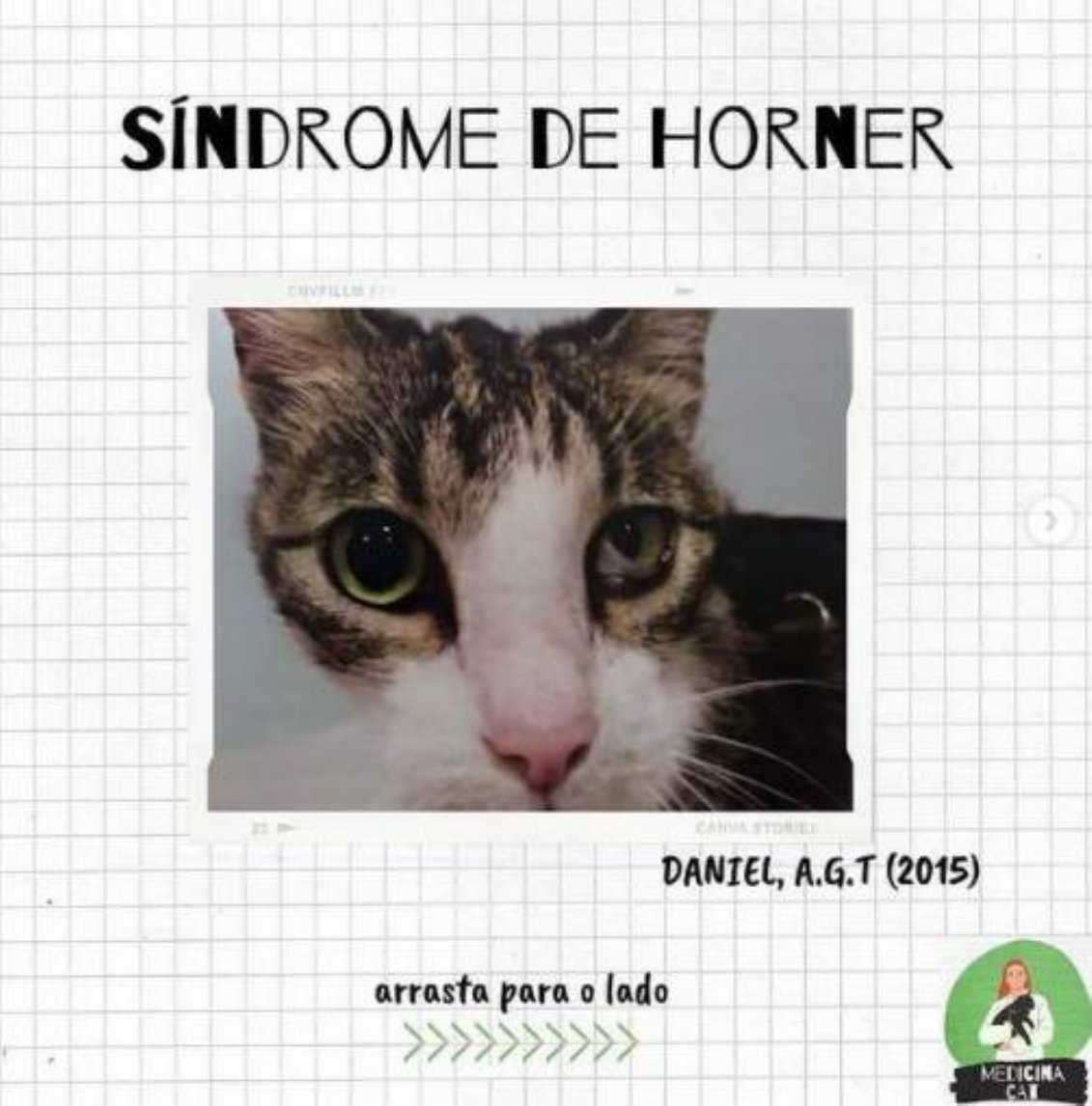 Síndrome de Horner - Clínica Felina