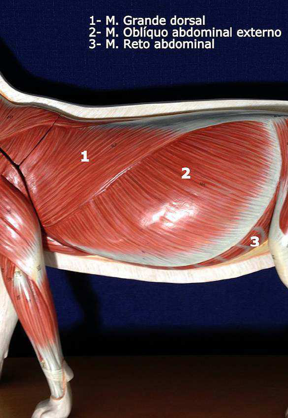 Músculos Gato (1) - Anatomia Veterinária I