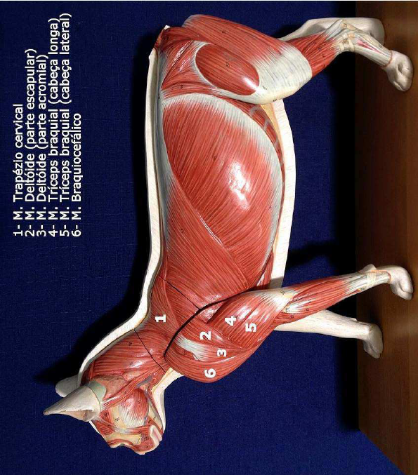 Músculos Gato (1) - Anatomia Veterinária I