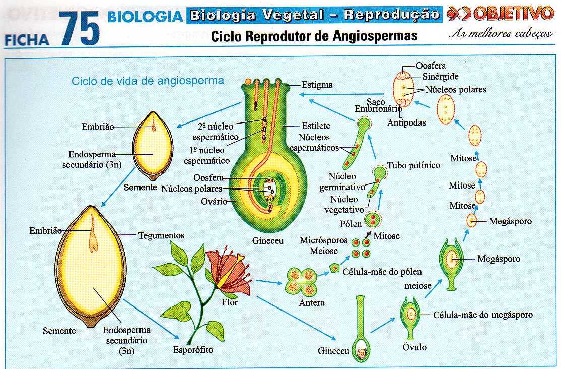 Ciclo De Vida Das Angiospermas Exemplos E Caractersticas Angiospermas: