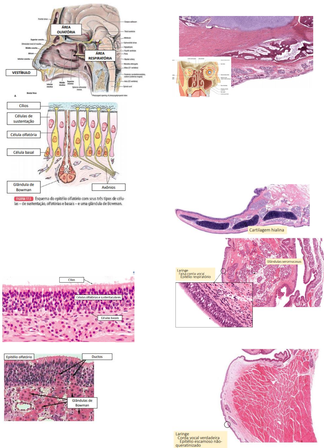 Histologia Do Tecido Pulmonar Alveolos