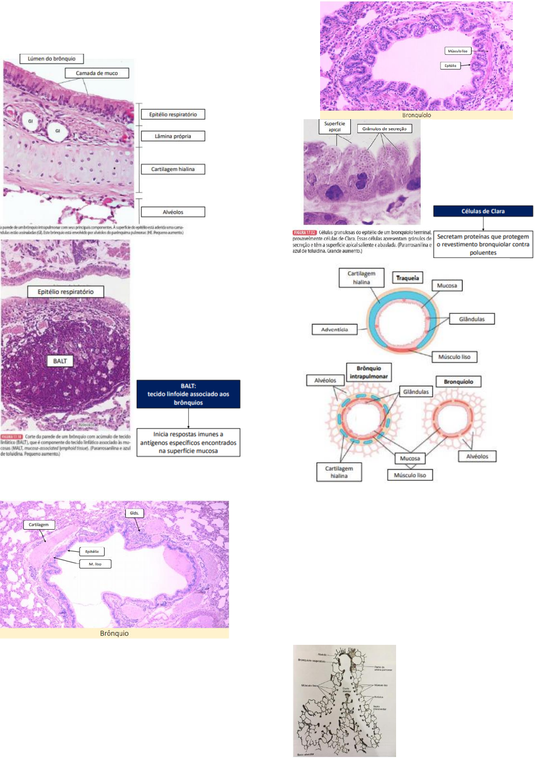 Histologia Do Tecido Pulmonar Alveolos