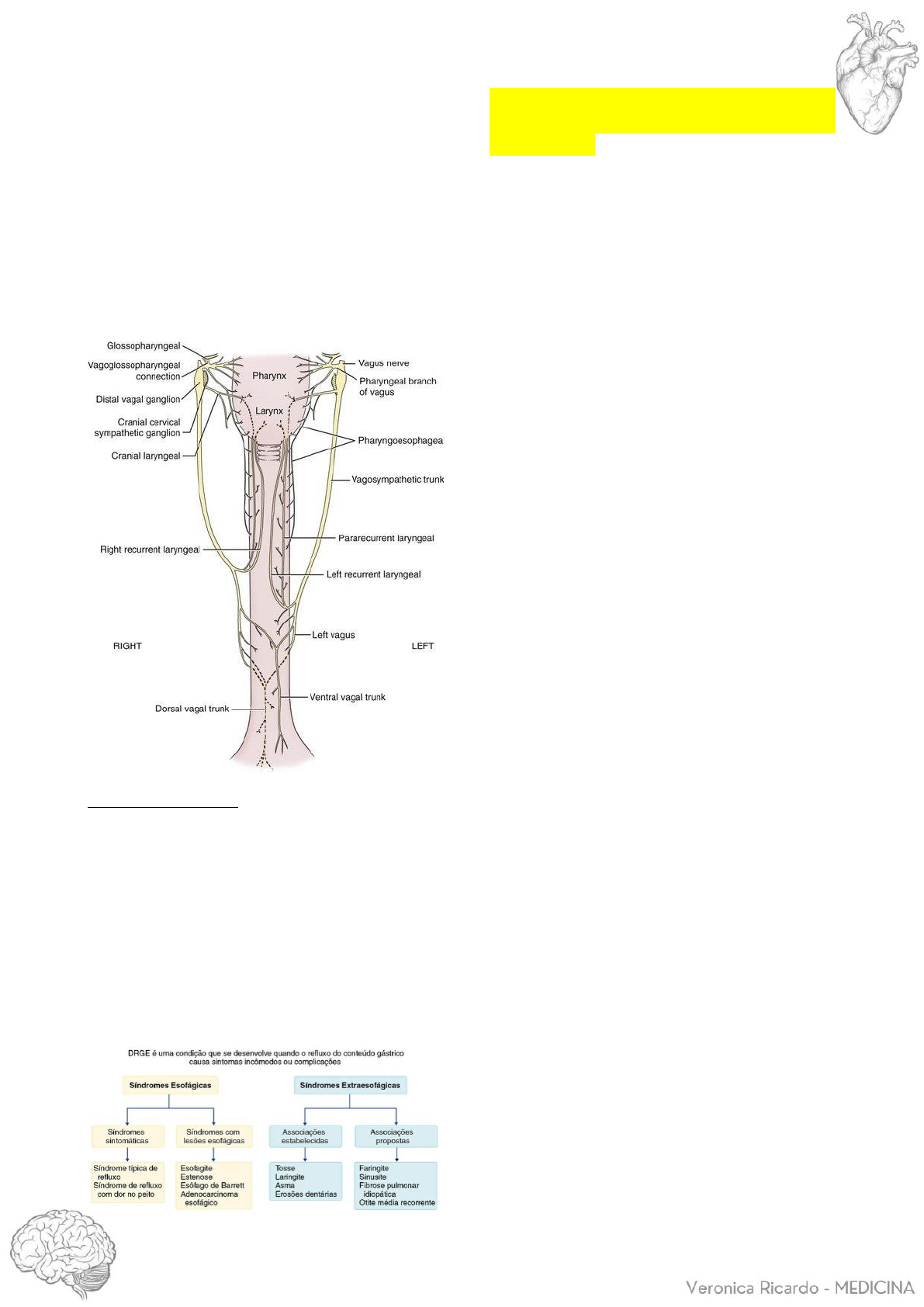 Anatomia do esôfago - Anatomia I
