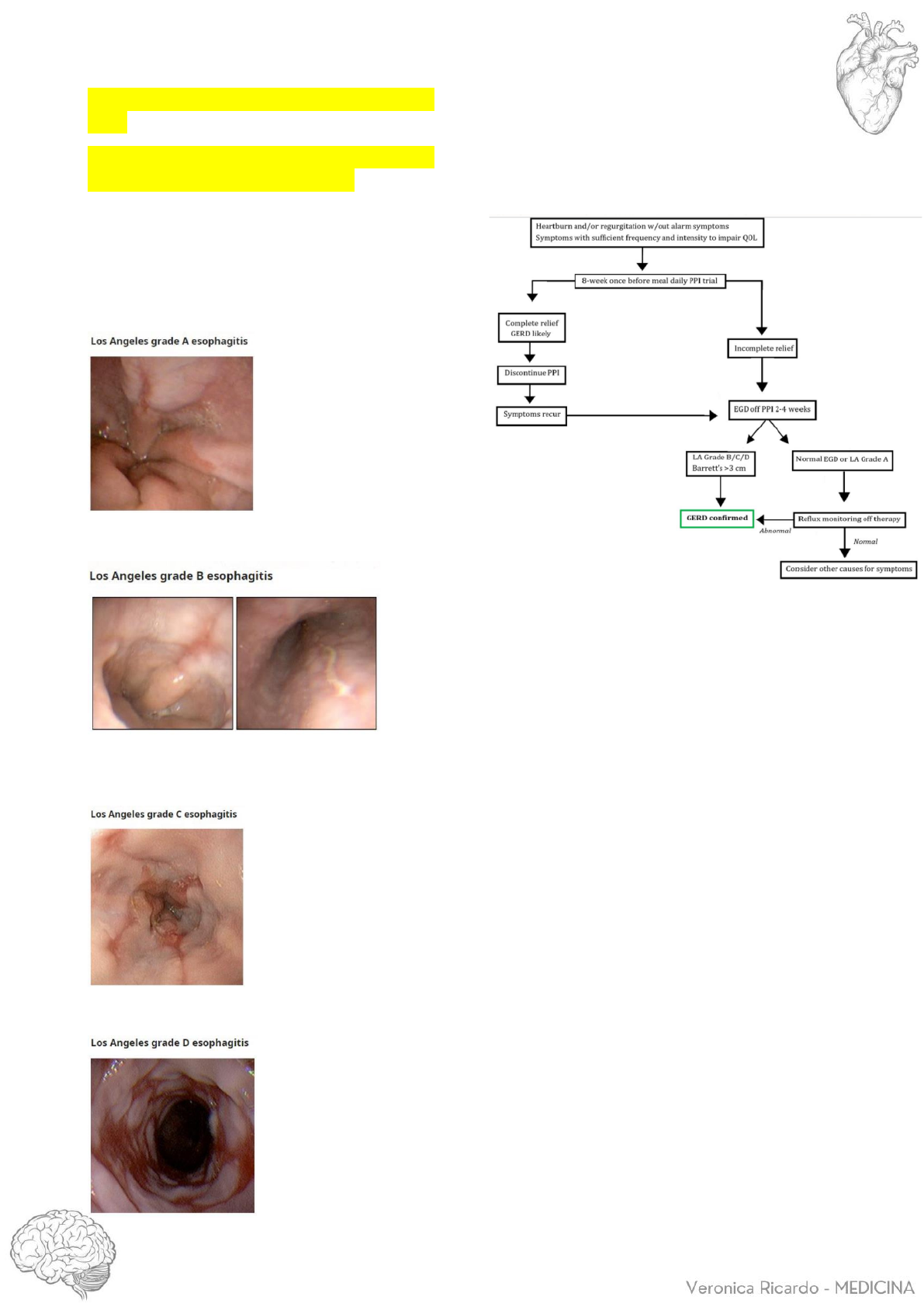 Anatomia do esôfago - Anatomia I