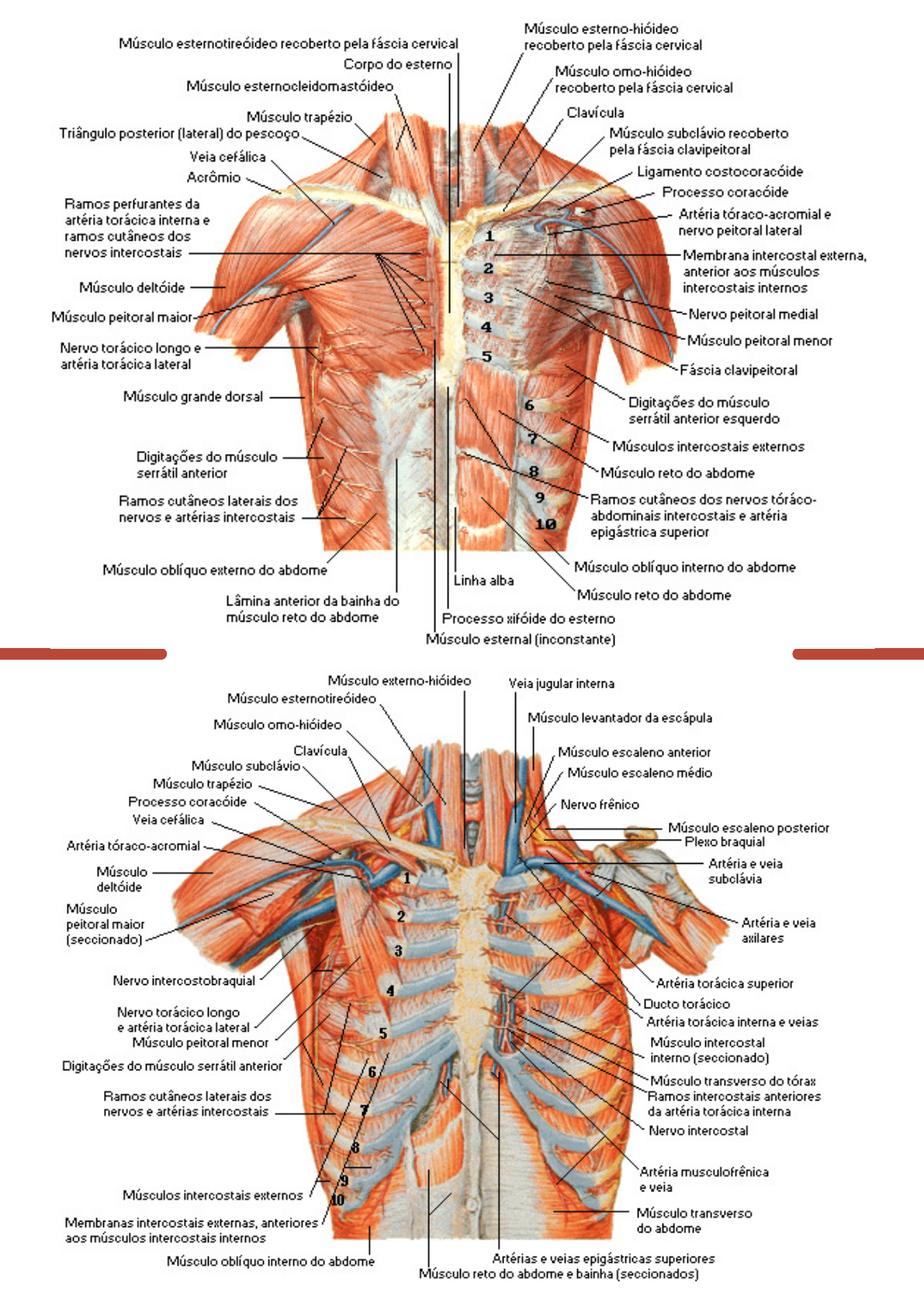 Anatomía Del Tórax Humano